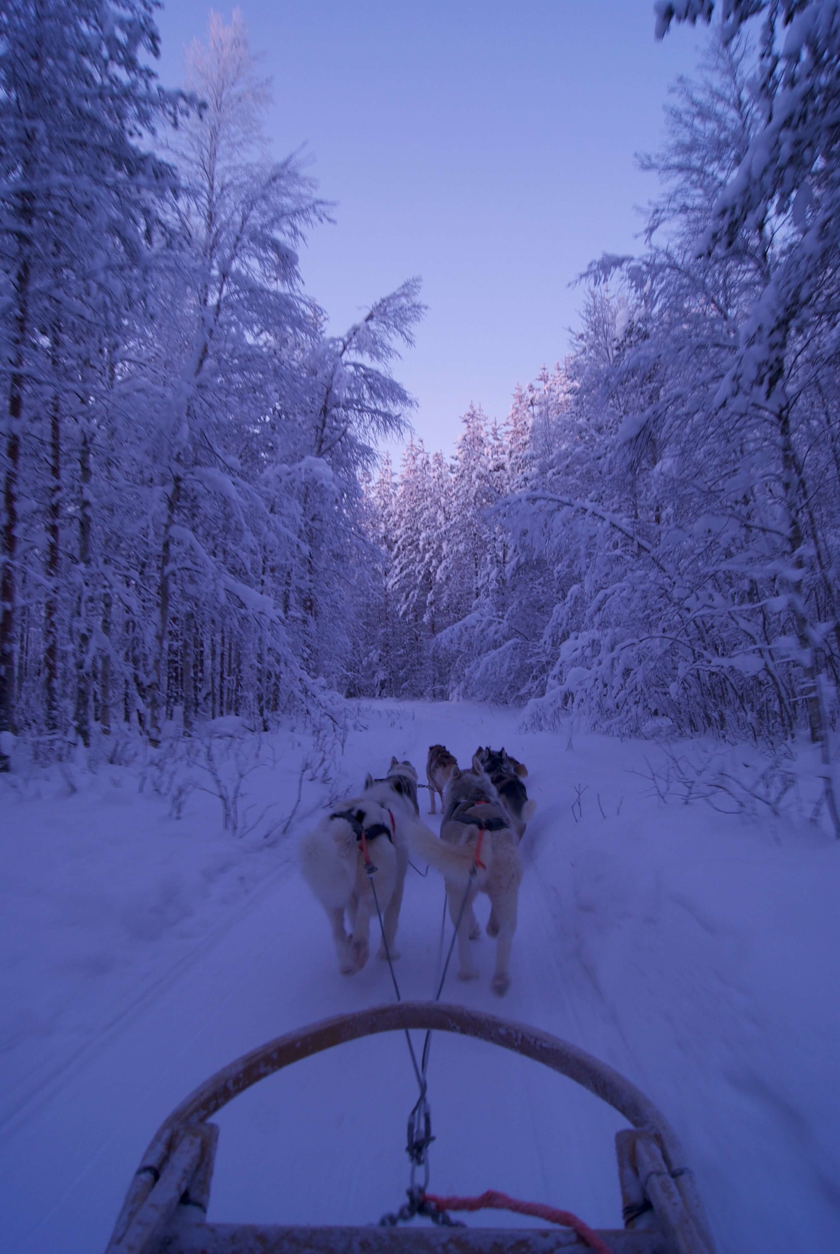 5 jours en Laponie Finlandaise – Les Pigeons Voyageurs